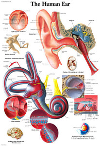 Poster Doctors The Human Ear sl-9705 (Wall Poster, 13x19 Inch, Matte ...