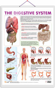 THE DIGESTIVE SYSTEM CHART | Journey through the Digestive System ...