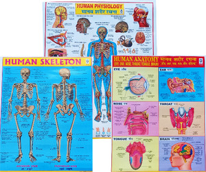 Human Physiology Chart - Explore The Wonders Of The Human Body. A Combo Of Three Charts Of Human ...