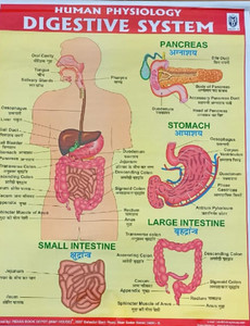 Explore The Wonders Of Human Physiology: Digestive System Chart For ...