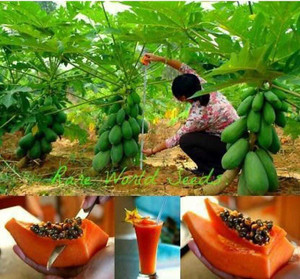 Kingdom Red Lady 786 Papaya Taiwan Seeds F1 Hybrid Seed Price in India - Buy Kingdom Red Lady ...