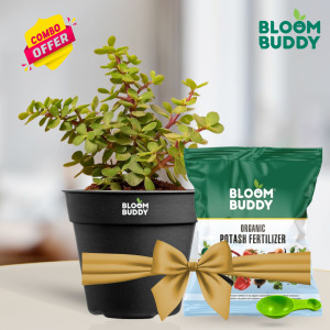 Bloom Buddy Potash + Live Jade Plant Fertilizer Price in India - Buy Bloom Buddy Potash + Live ...