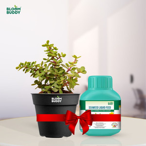 Bloom Buddy Seaweed 50ml +Jade Live Plant Fertilizer, Manure, Potting Mixture Price in India ...