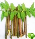 Neem Fresh Chew Sticks (Twigs) Datun For Healthy & Strong Teeth ...