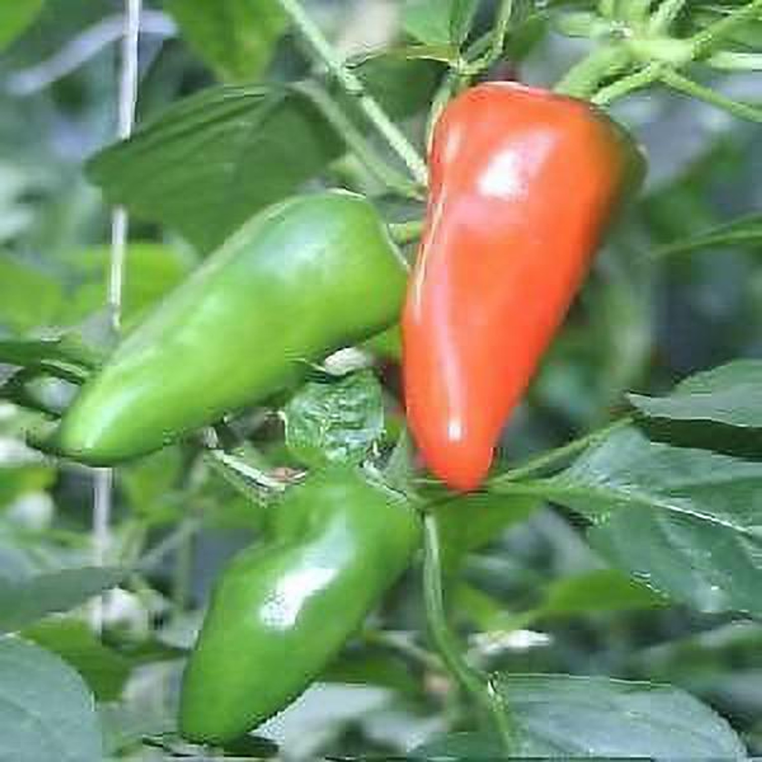 Arshiayat Hybrid Chilli Seeds, Bullet Mirchi Seed Price in India - Buy ...