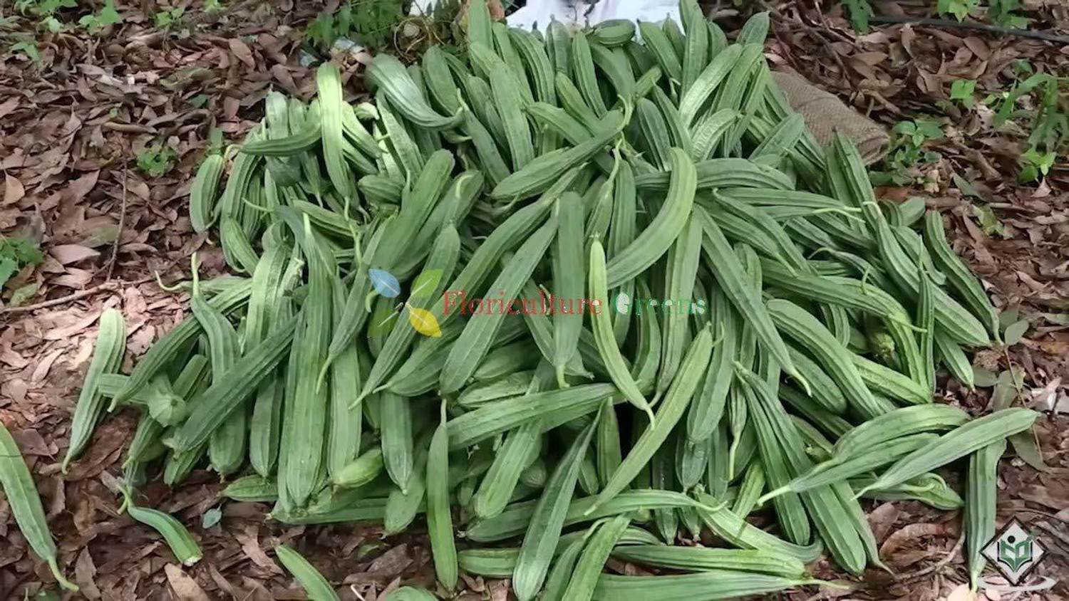 Ortel Tori Seed Seed Price in India - Buy Ortel Tori Seed Seed online ...