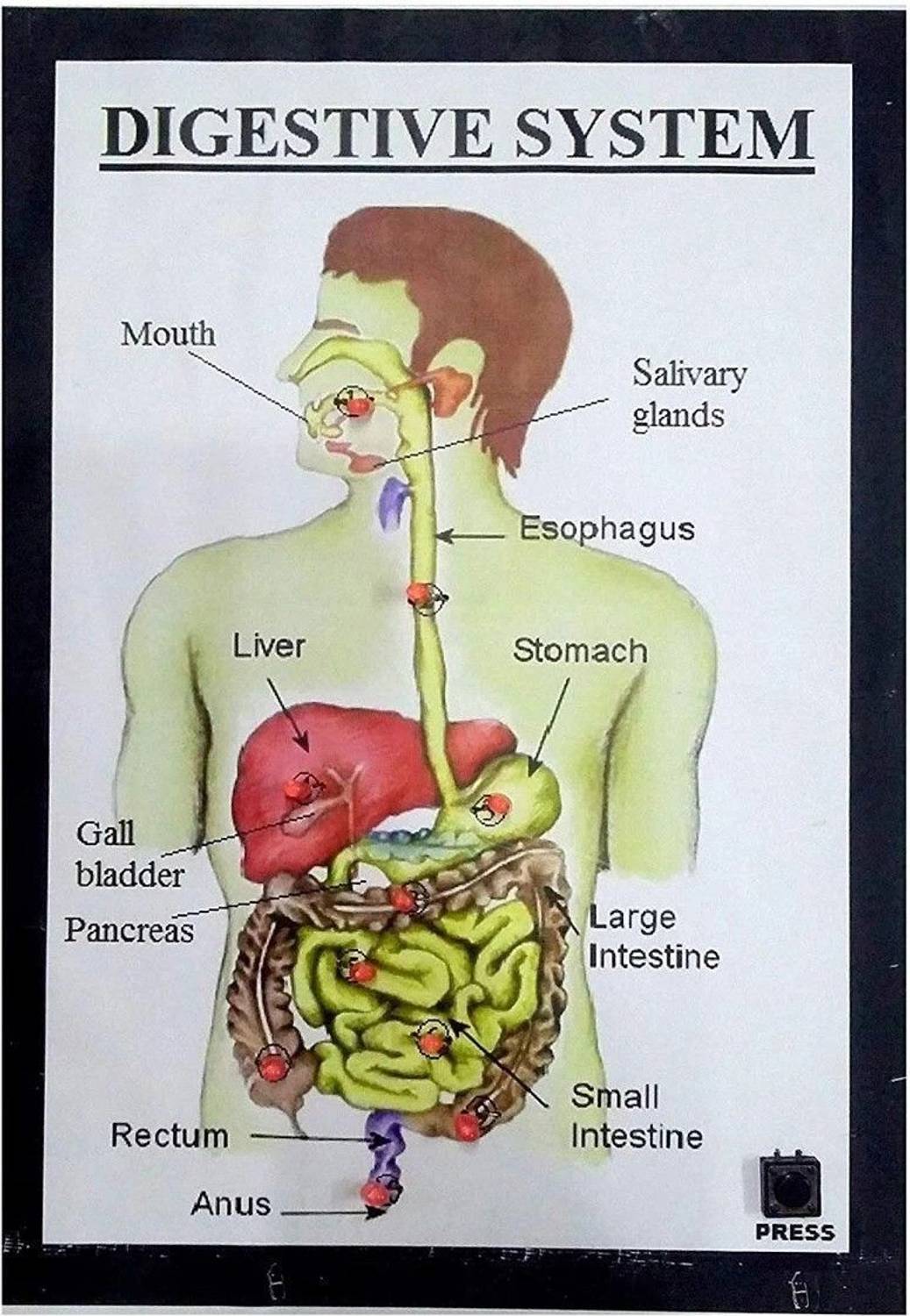 digestive system school project