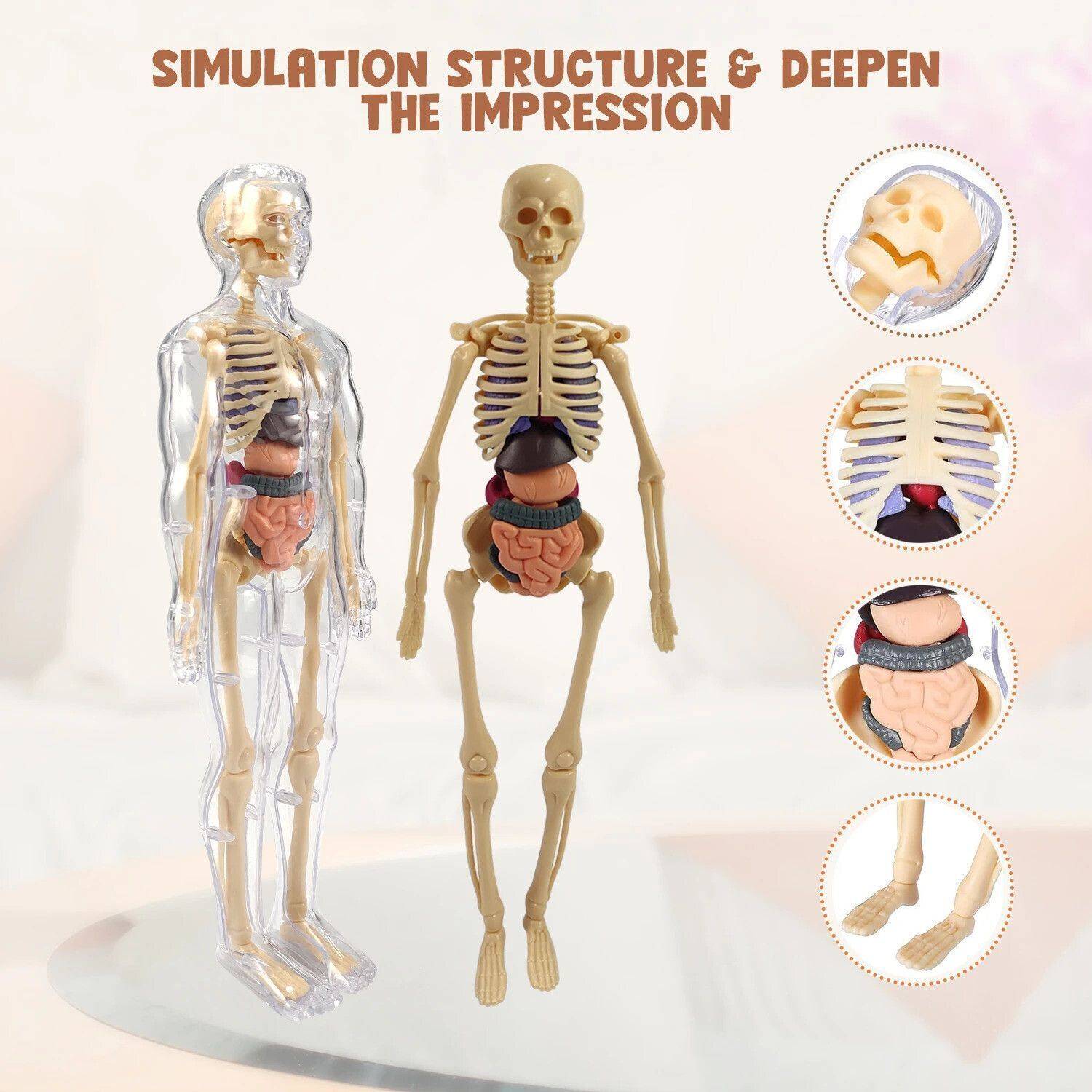 human dissection toy