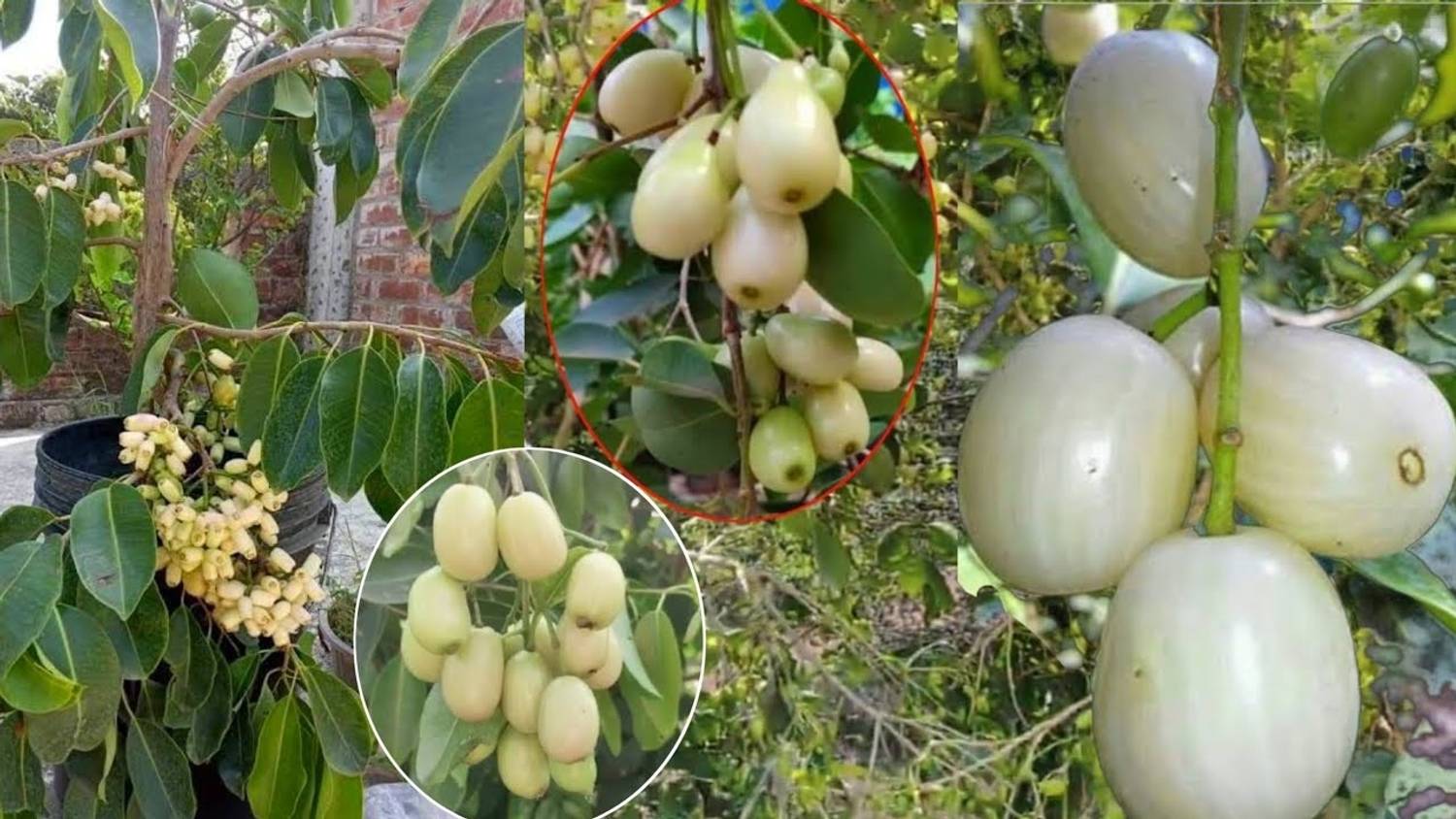 white jamun