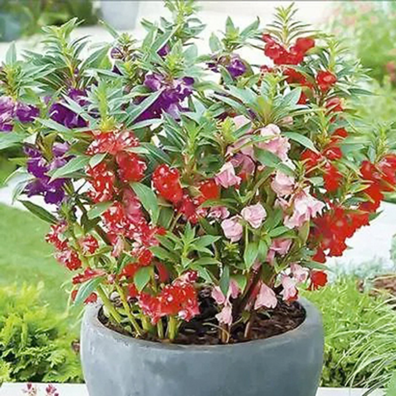 SREE Balsam Flower seeds,Dopati Flower seeds,home gardening flower Seed ...