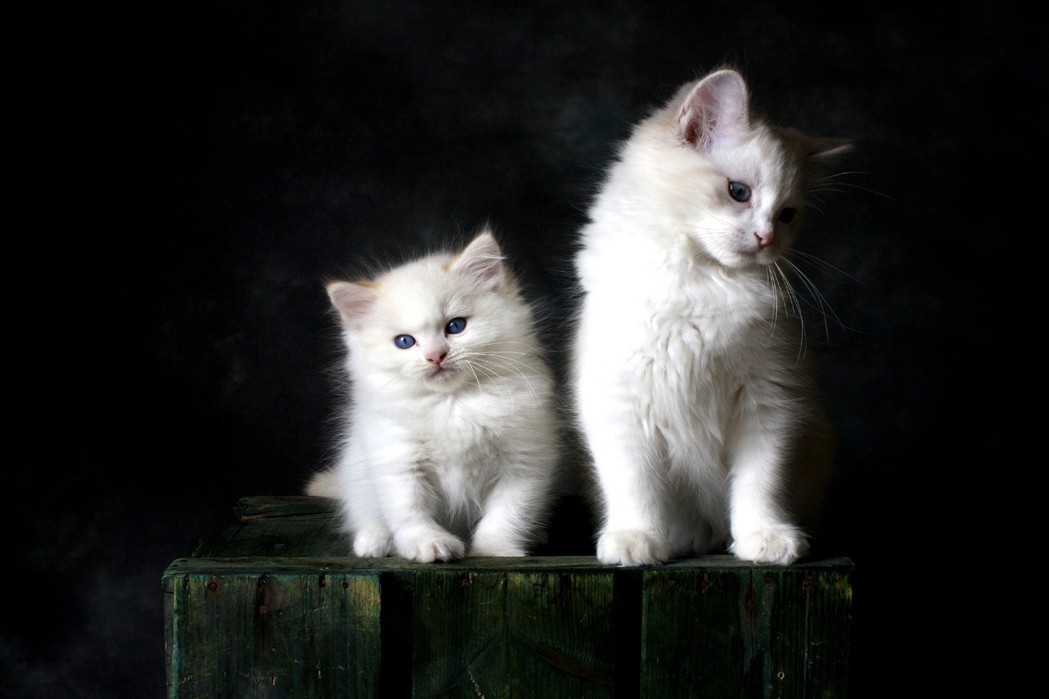 Cats Paper Poster ( Poster 12X18 Inch Rolled ) Paper Poster Paper Print ...