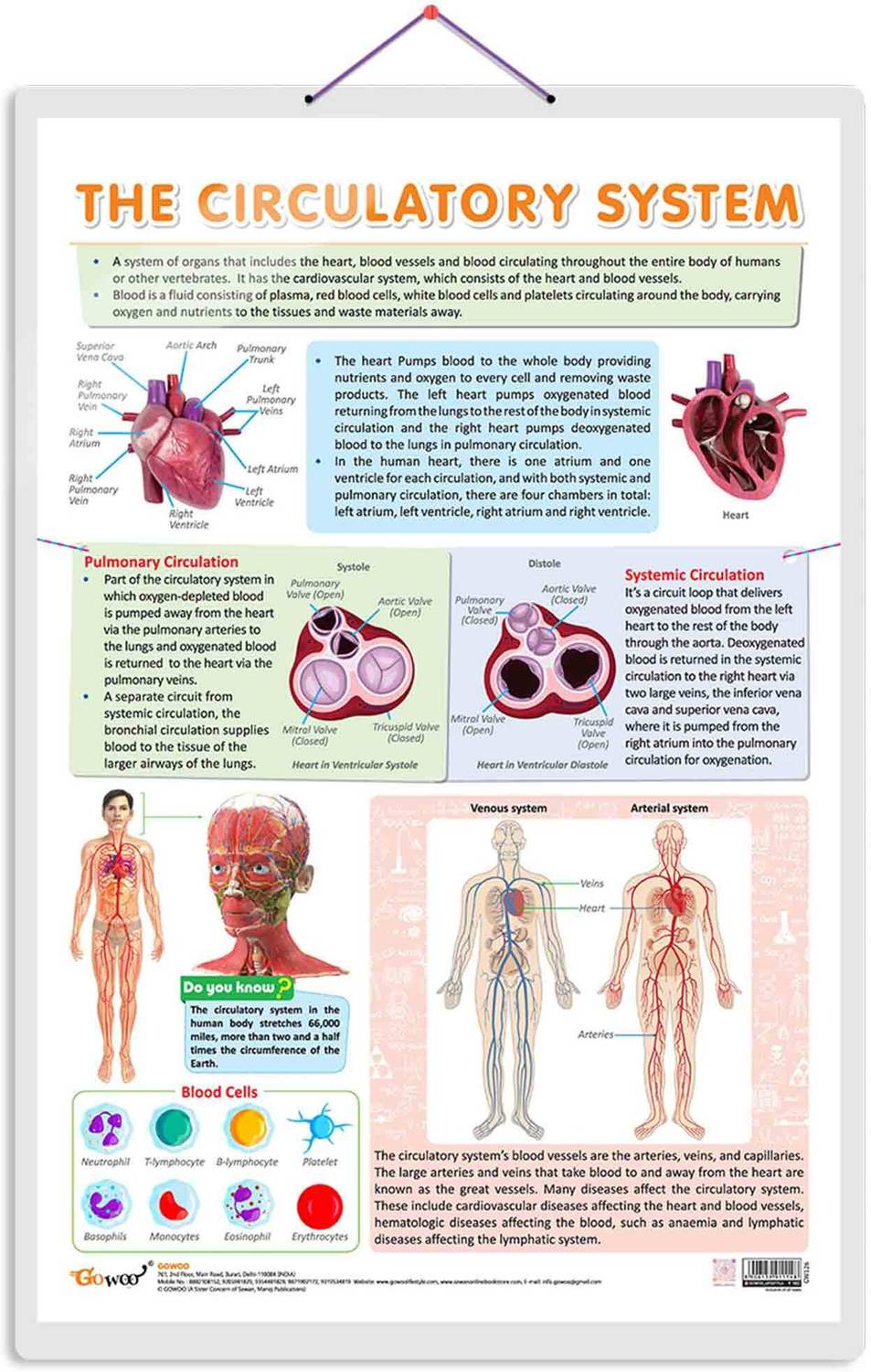 circulatory system chart paper