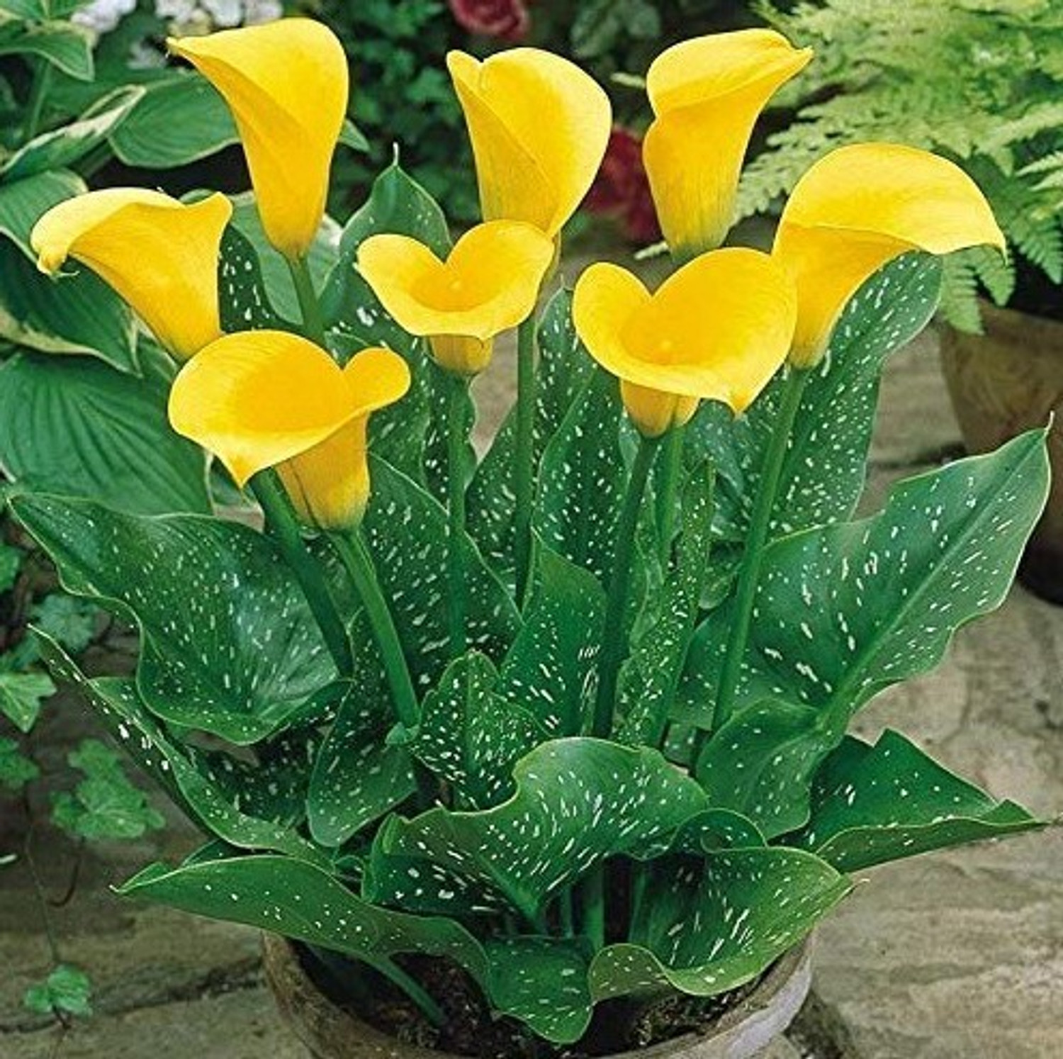 Greenery Nursery Peace Lily Plant Price in India - Buy Greenery Nursery ...