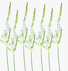 PolliNation Glady Flowers White Assorted Artificial Flower Price in ...