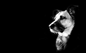 cute dogi poster Paper Print - Animals posters in India - Buy art, film ...