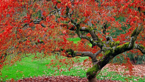 Maple Tree Poster Paper Print - Nature posters in India - Buy art, film ...