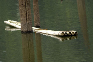 Wall Decor Raft in Water Paper Print Paper Print - Decorative posters ...