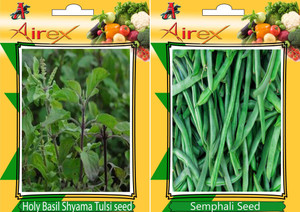 Airex Holy Basil (Shyama Tulsi), Semphali Seed Price in India - Buy ...