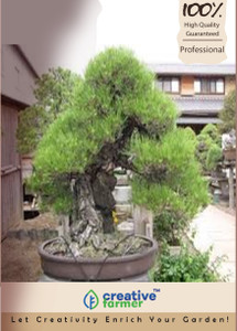 creative farmer Filao Tree Bonsai Tree Seeds Seed Price in India - Buy ...