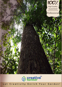 creative farmer Malabar Neemwood Tree Seed Price in India - Buy ...