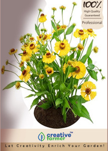 creative farmer Calliopsis Seed Price in India - Buy creative farmer ...