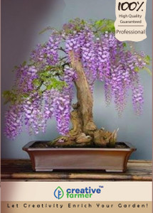 creative farmer Neeli Gulmohur Imported Bonsai Seeds Seed Price in ...