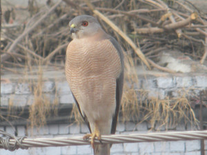 Baaz poster Paper Print - Animals posters in India - Buy art, film ...