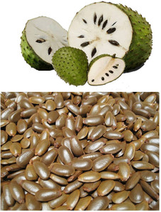 Futaba SOURSOP, GRAVIOLA, ANNONA MURICATA, LAXMAN PHAL, HANUMAN PHAL ...