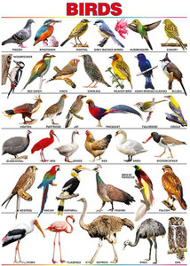 Bird Name Chart | Kids Learning Wall Chart | Bird Name for children ...