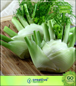 creative farmer Herbal Plants For Growing - Fennel -Dodda Sompu Seed ...