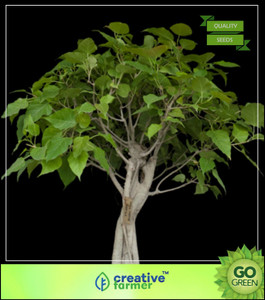 creative farmer Tree Seeds For Outdoor Peepaltree-Bodhi Satva Tree ...