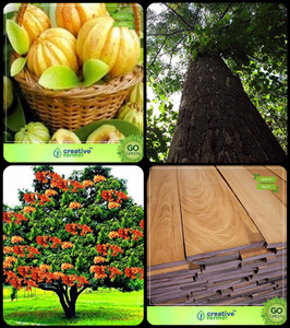 creative farmer Tree Seeds For Gardening Malabar Tamarind,Malabar Neem ...