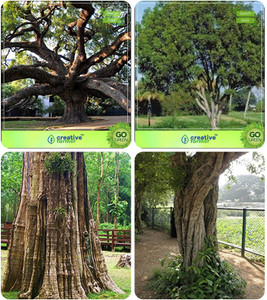 creative farmer Timber Tree Combo Indian Rosewood,Mahogany,Teak Seeds ...