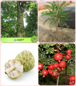 creative farmer Tree Seeds Growing Gmelina Arborea,Simarouba Glauca ...