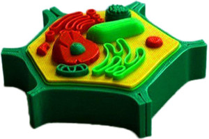 PROTOTYPE Plant Cell Model Price in India - Buy PROTOTYPE Plant Cell ...