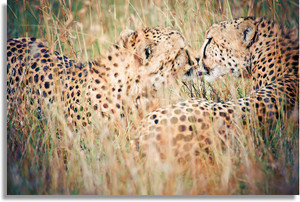 Cheetah couples wild kiss Paper Print - Animals, Nature posters in ...