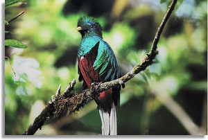 quetzal bird Paper Print - Animals, Nature posters in India - Buy art ...