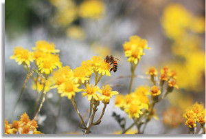 bee pollination Paper Print - Floral & Botanical, Nature posters in ...