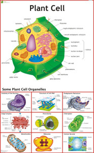 Plant Cell Chart Paper Print - Educational posters in India - Buy art ...
