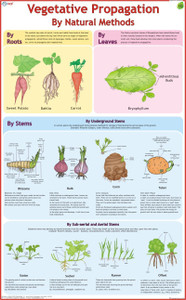 Vegetative Propagation Chart Paper Print - Educational posters in India ...