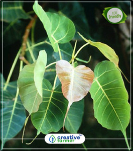 creative farmer Evergreen Tree Seeds Ficus Religiosa - Pipal 50 Seeds ...