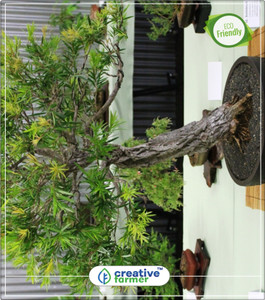 creative farmer Cheel Weeping Flower Tree Seeds Kitchen Garden Plant ...