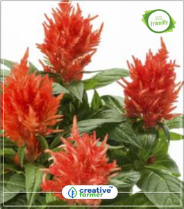 creative farmer Celosia Forest Fire Flower Seed For Indian Garden ...