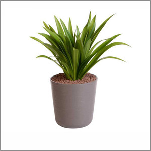 sereno Bello Plastic Flower pot (Garden flower pots / planters for club ...