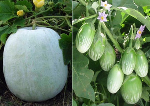 Airex Ash Gourd Mithai Petha and Green Round Brinjal IS 5 (Hybrid) Seed ...