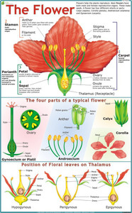 Flower Chart Paper Print - Educational posters in India - Buy art, film ...