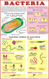 Bacteria Chart Paper Print - Educational posters in India - Buy art ...
