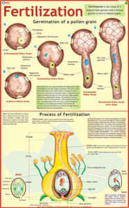 Fertilization Chart Paper Print - Educational posters in India - Buy ...