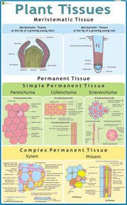 Plant Cell & Tissue Chart Paper Print - Educational posters in India ...