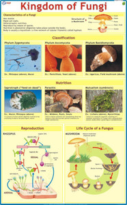 Fungi Chart Paper Print - Educational posters in India - Buy art, film ...